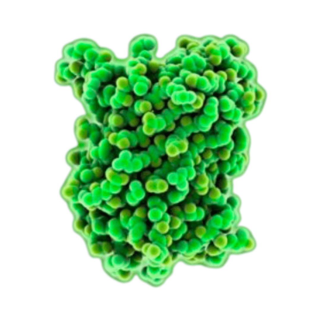 eGFP mRNA Protein Sequence Delivery | Vernal Biosciences